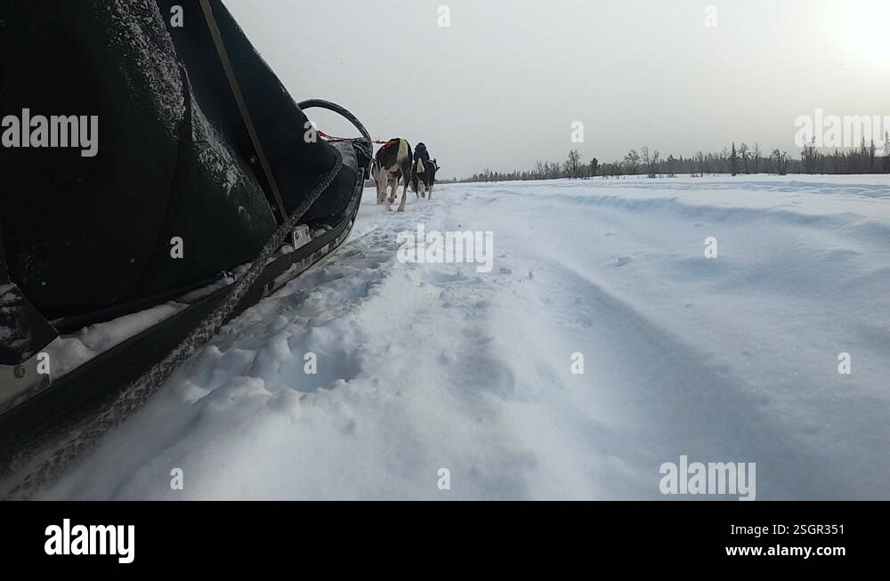 Husky dogs pulling snow sled through Lapland landscape, side POV view ...