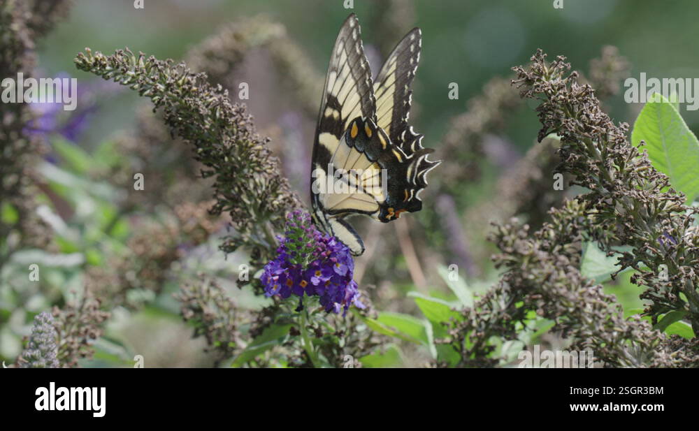 Monarch butterfly pollinating purple Stock Videos & Footage - HD and 4K ...