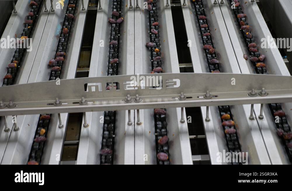 Dates factory Ai Grading and sorting conveyor machine, tracking shot ...