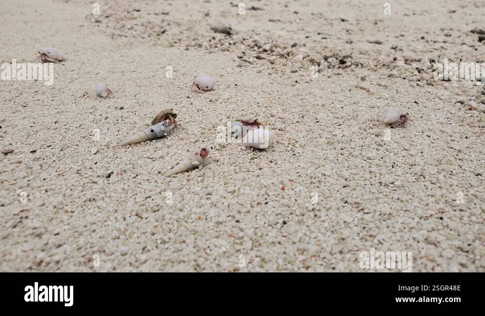 Crustaceans crabs Stock Videos & Footage - HD and 4K Video Clips - Alamy