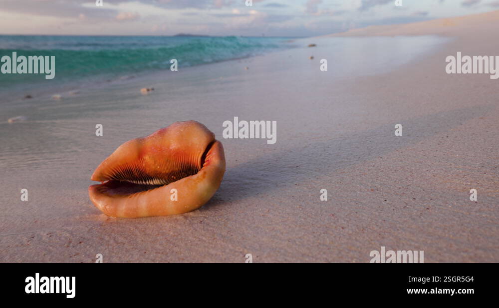 Close-up waves caressing a conch seashell on a beautiful tropical ...