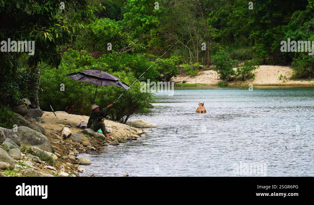 Indigenous Rag Lai Man Fishing In The River With Cow Bathing In The ...
