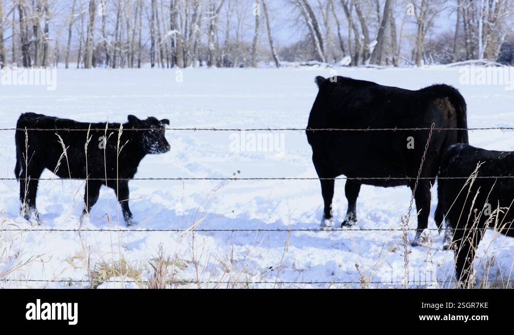 Heifer Cow and Calves Drinking Water on Sunny Day in Snow Pasture 4K ...