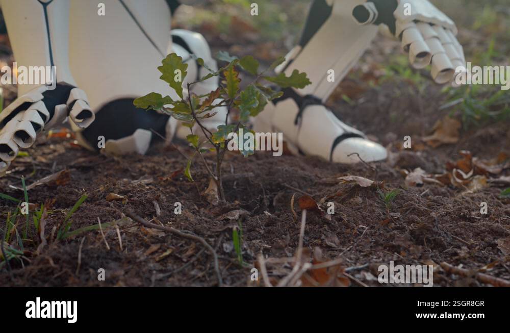 Close up of robot android planting tree seedling in ground in forest ...