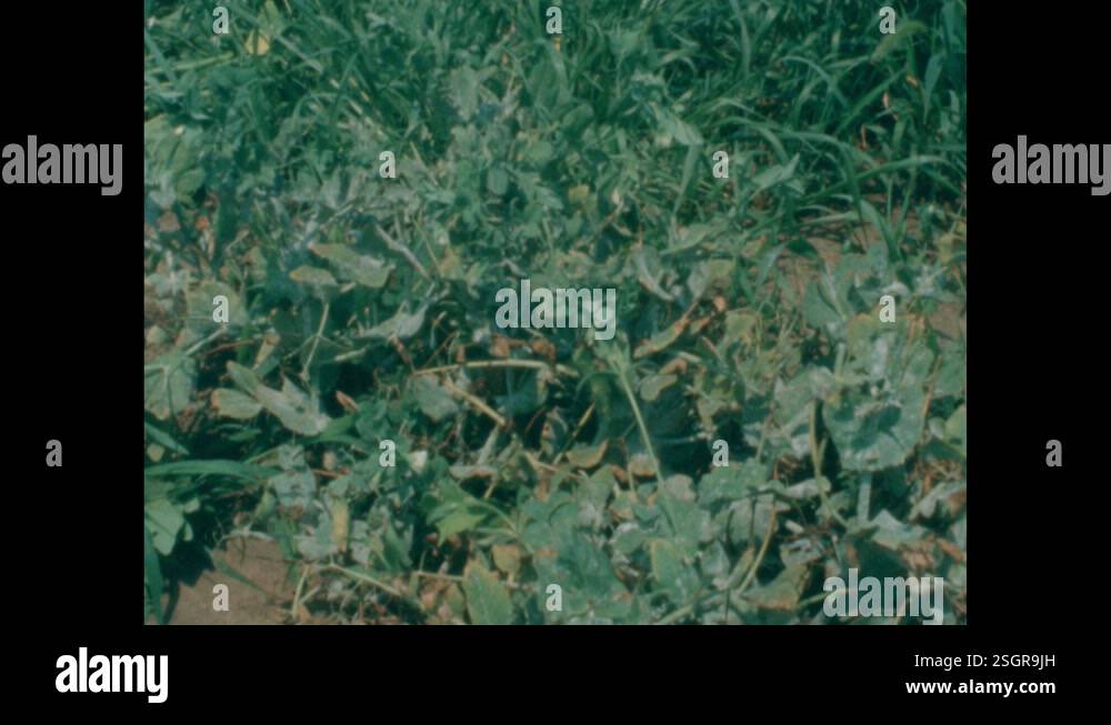 1950s: Dense green plants. Hand pointing out the pea pod on the plant ...