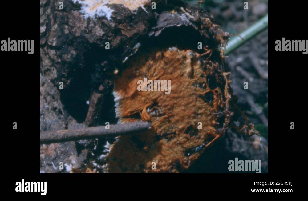 1950s: End of a decomposing log, stick poking into wood. A bright ...