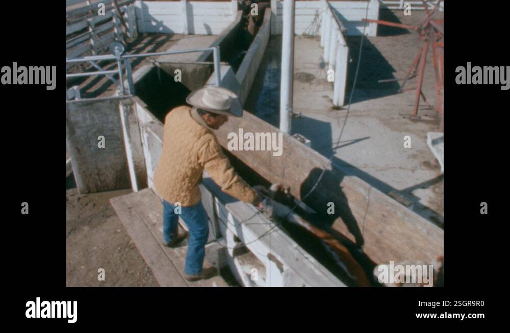1950s: Man guides cattle down chute and into pen. Man stands next to ...