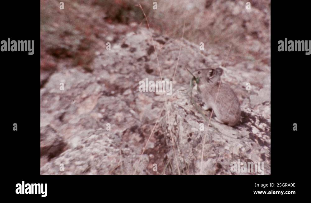 1990s: Pika running in grass meadow. Pika carrying grass on rocks Stock ...