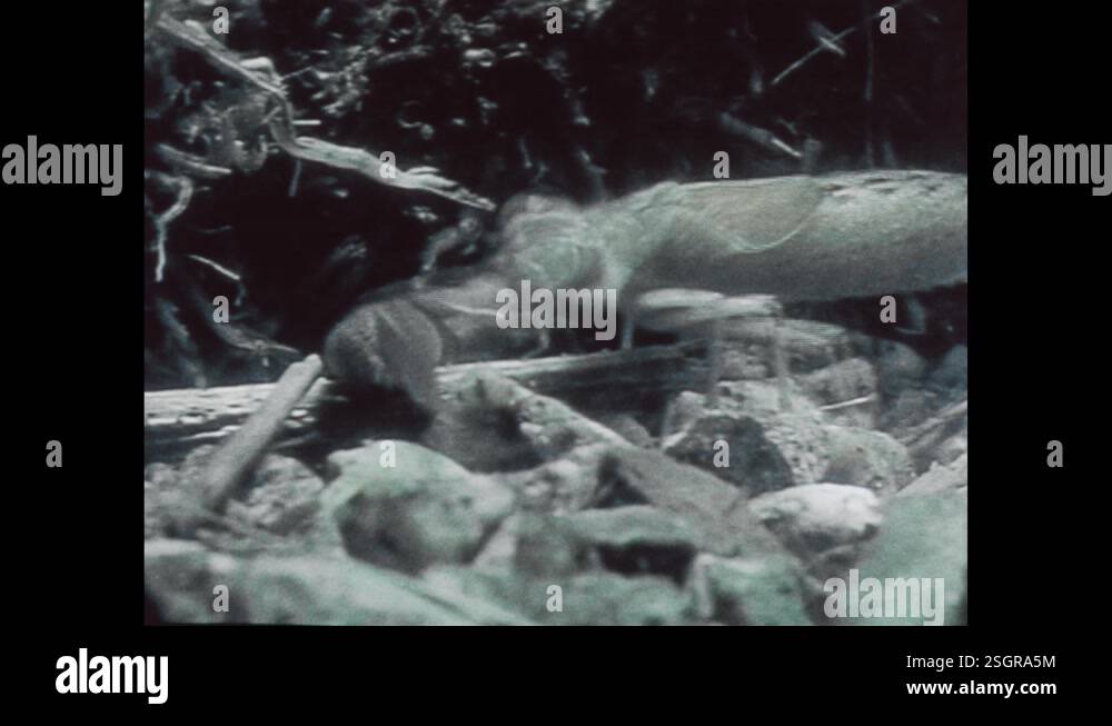 1990s: Dragonfly larva hunts and eats tadpole. Snapping turtle waits ...