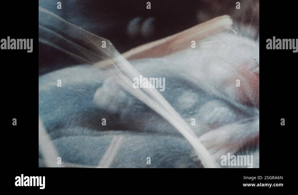 1990s: Water shrew litter nursing in mud burrow. Mallard ducks on side ...