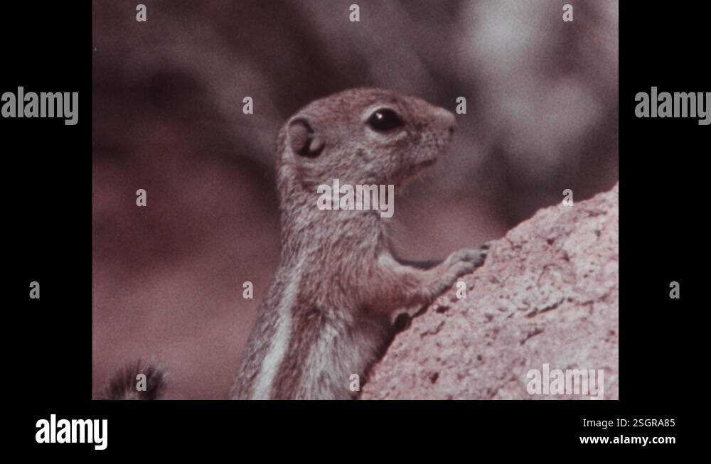 1990s: Group of cacti stand in the desert. Woodpecker, prairie dog ...