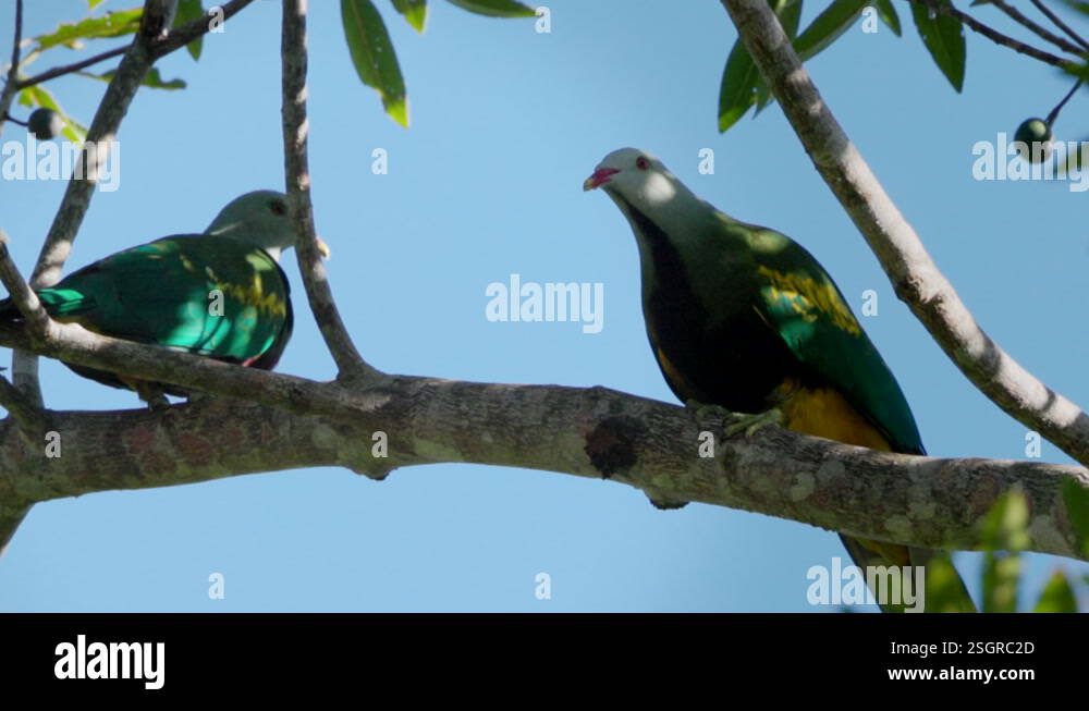 slow motion clip of a pair of wampoo fruit-doves in the canopy of a ...
