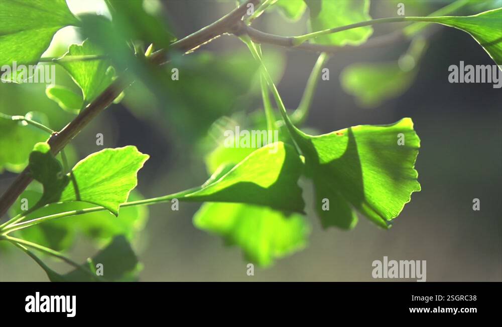 Gingko Biloba tree growing in a garden. Gingko leaf in sun lite. Herbal ...