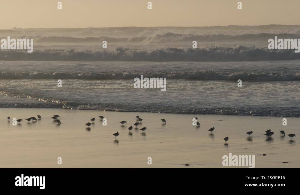 Ocean waves and sandpiper birds run on beach, small sand piper plover ...