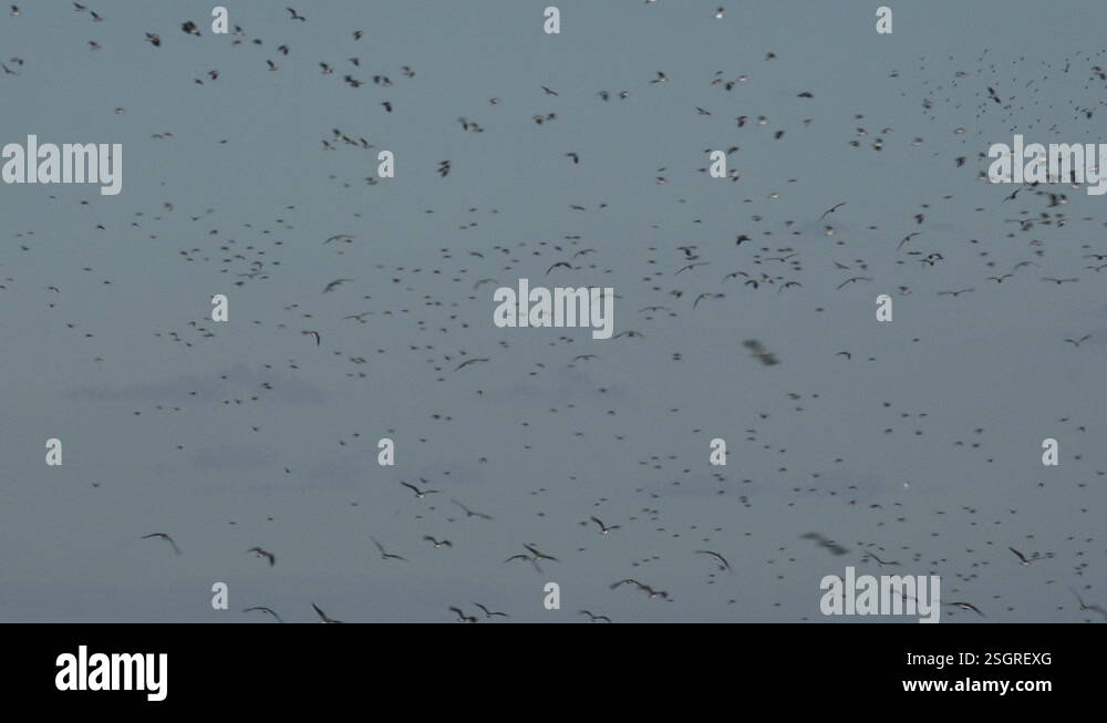 Wading birds flying in flocks in winter moving around blue sky UK 4K ...