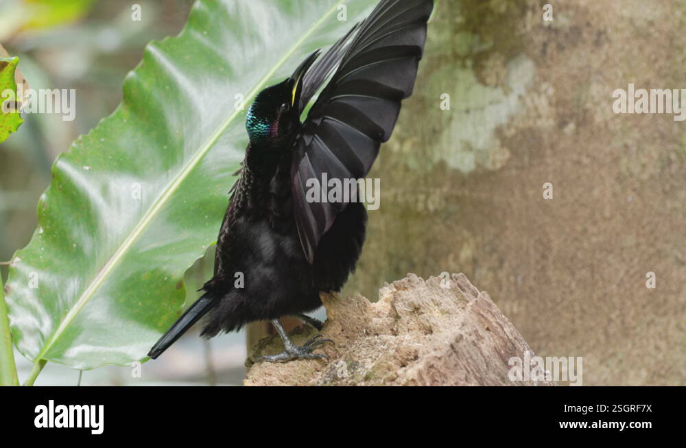 close up of male victoria's riflebird with wings up performing a mating ...