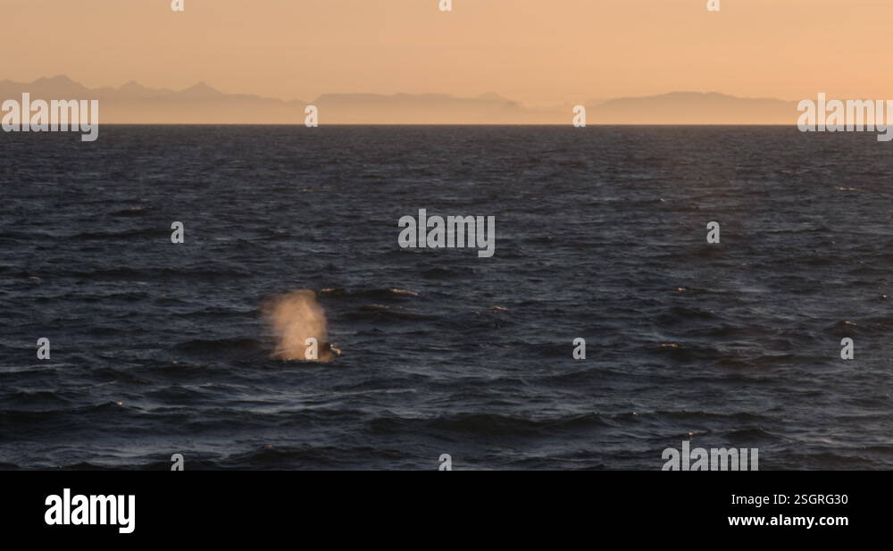 Orca killer whale surfaces on calm open ocean during orange sunset ...