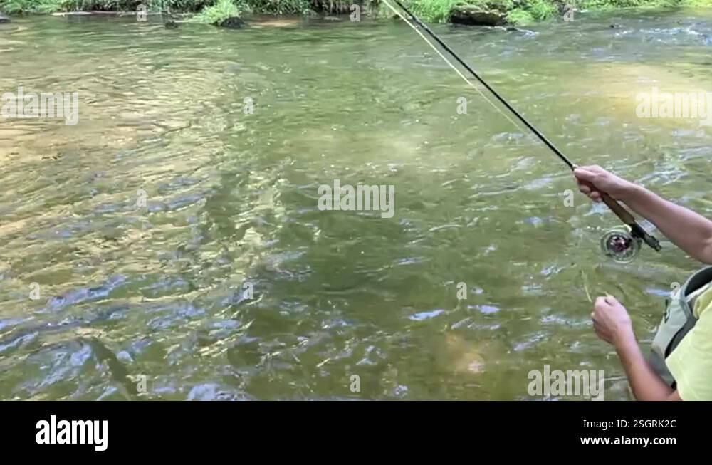 Women trout fly fishing in river using a fly fishing pole, with line ...