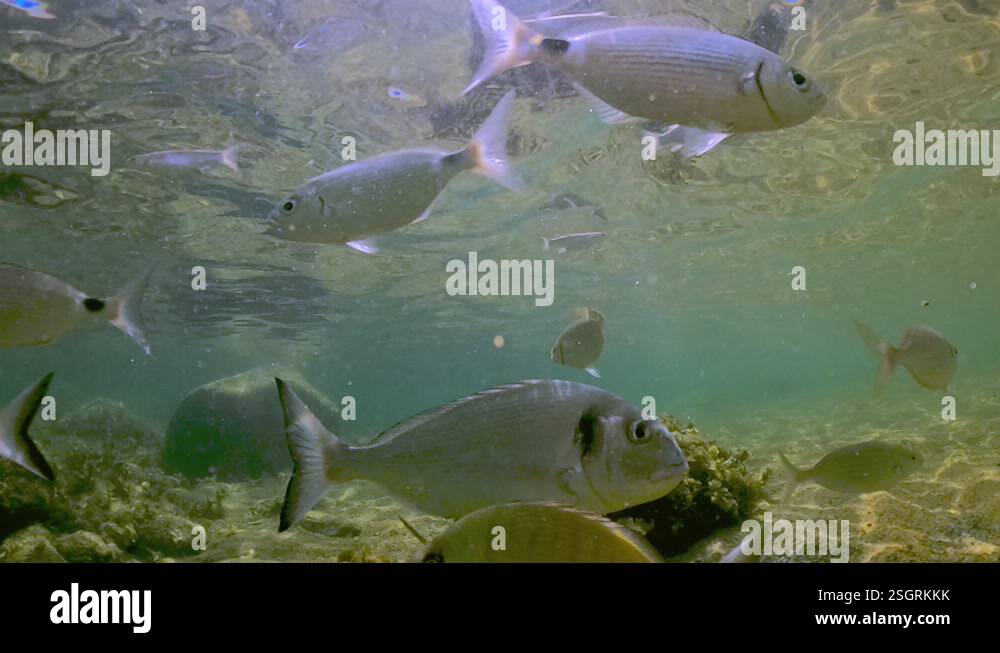 Undersea view of solitary sea bream fish swimming in shallow water ...