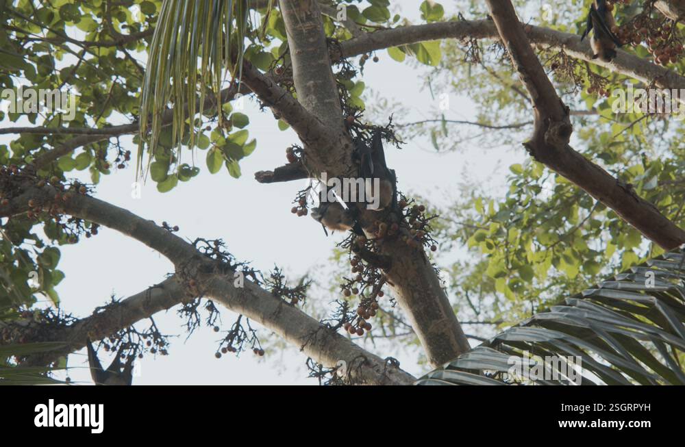 Slow motion of bat looking at other bat on fig tree and smelling Stock ...