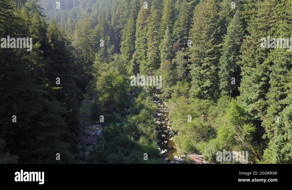 Drone Fly Over Droughty San Lorenzo River In Henry Cowell Redwoods ...