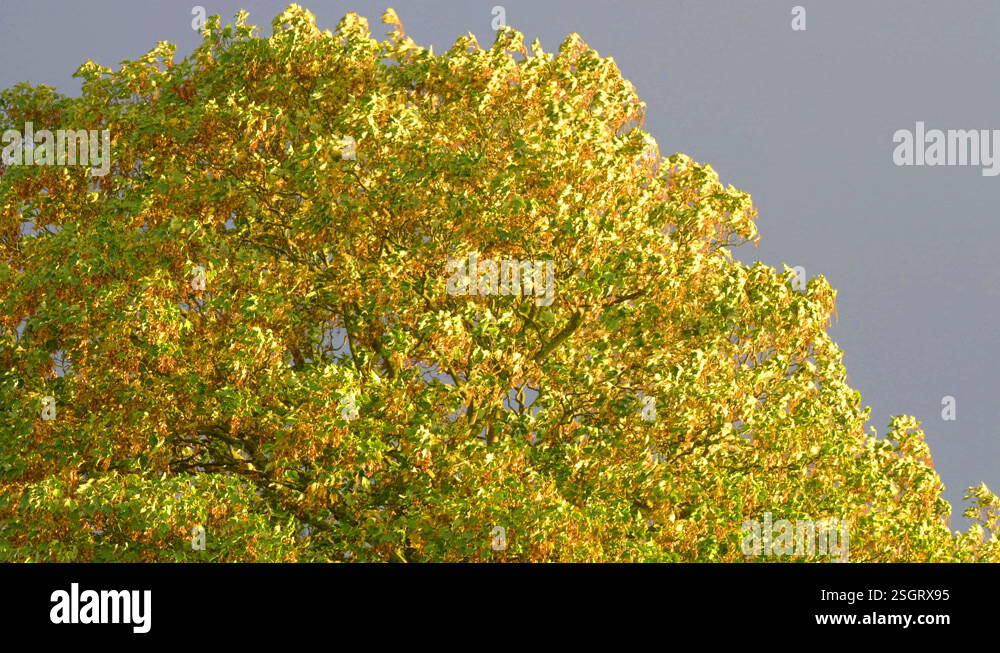 Tree top blowing in the wind with green and brown leaves of early fall ...