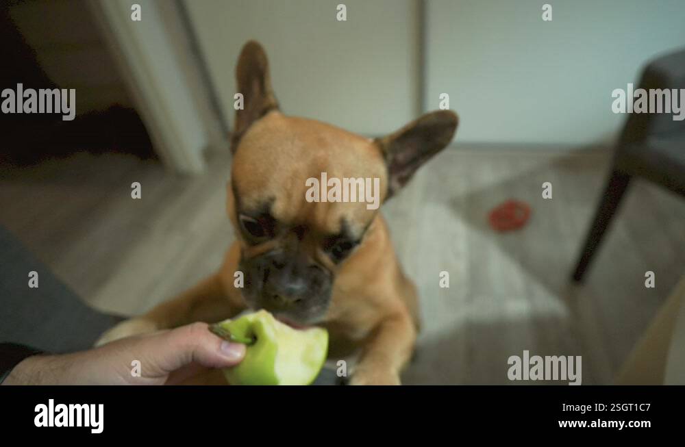 The dog stands on two paws by the chair and hoots patting with his paw ...