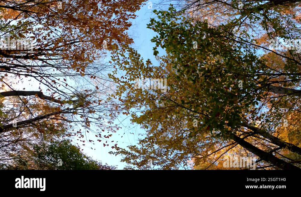 Cherry Plain 85 Autumn Fall Leaves Driving Up Stock Video Footage - Alamy