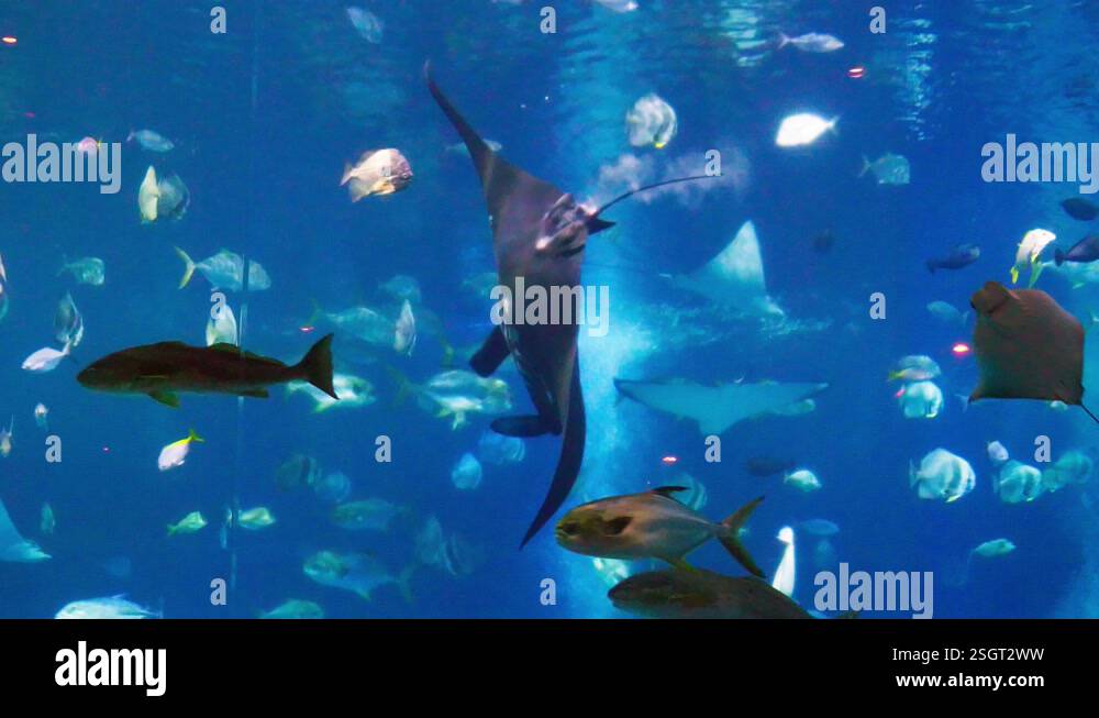 Stingrays are a group of sea rays, cartilaginous fish linked to sharks ...