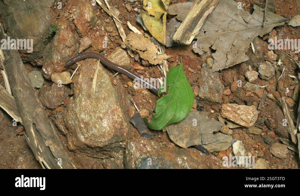 Big beautiful earthworm in the black soil, close-up Stock Video Footage ...