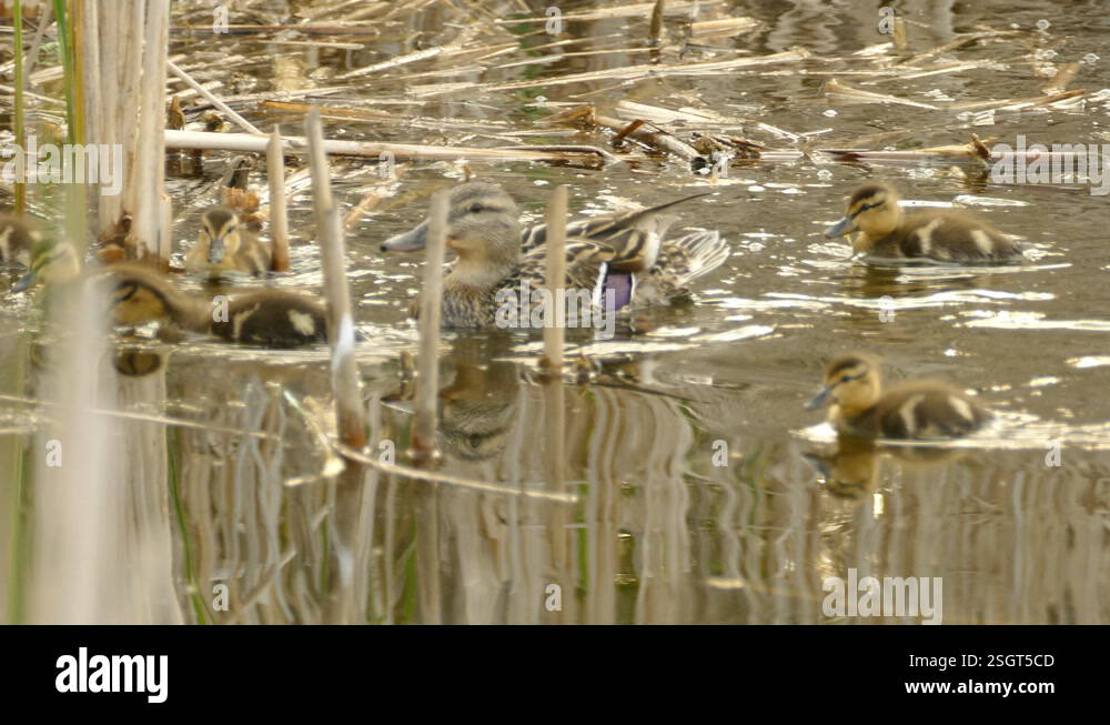 Mother duck swimming with ducklings in water pond, follow view Stock ...