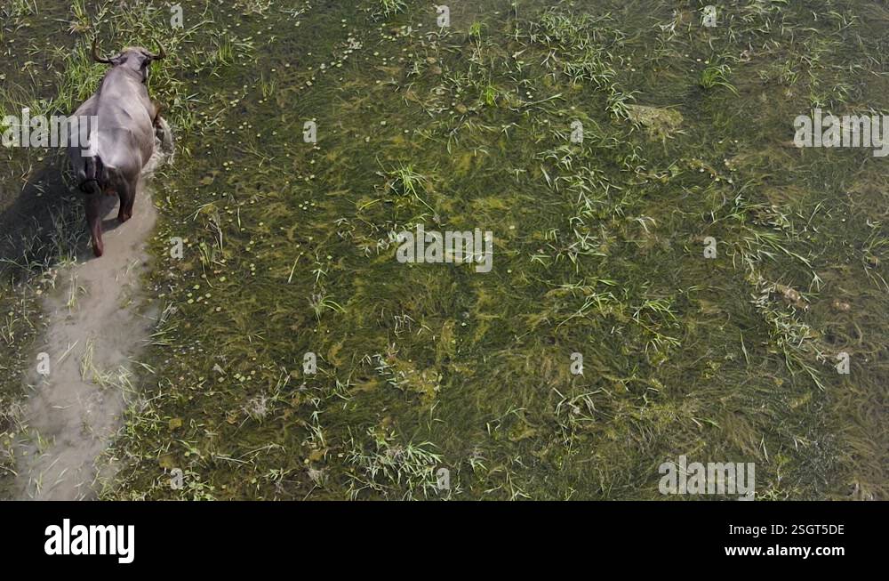 Farmer herding water buffalo in a flooded marshland. Aerial top view ...
