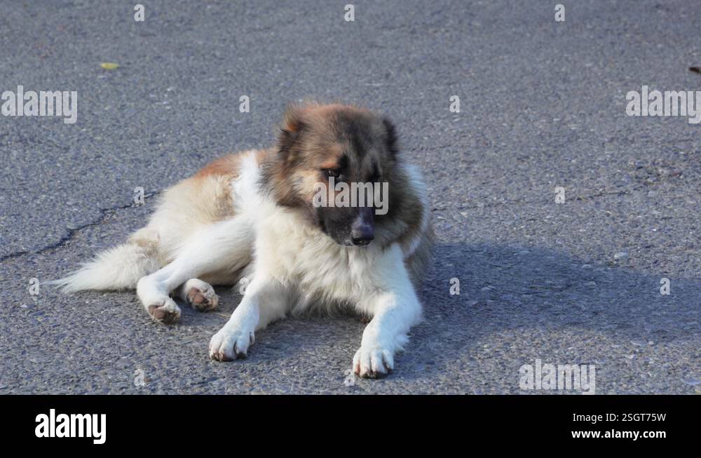 a big beautiful and shaggy stray dog. trapping and sterilization of ...