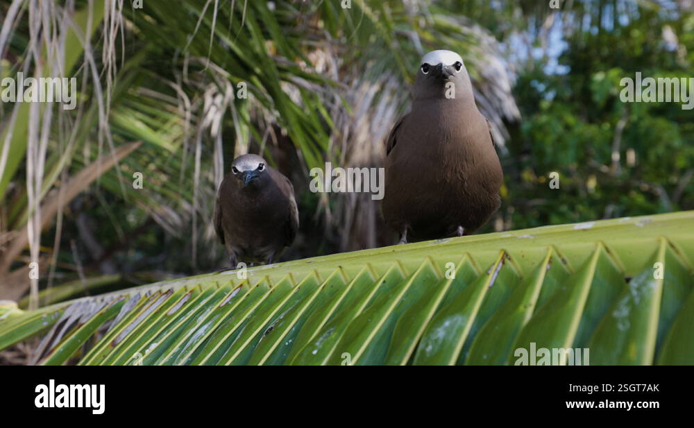 Close-up young Brown Noddy fledgling chick and parent sitting on a palm ...