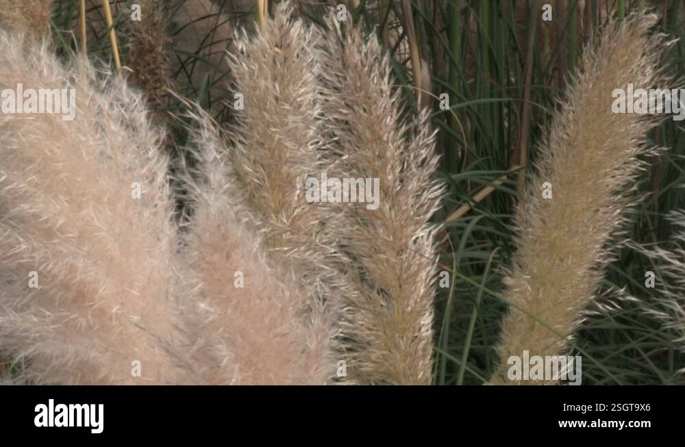 Plumes of pampas grass Stock Videos & Footage - HD and 4K Video Clips ...