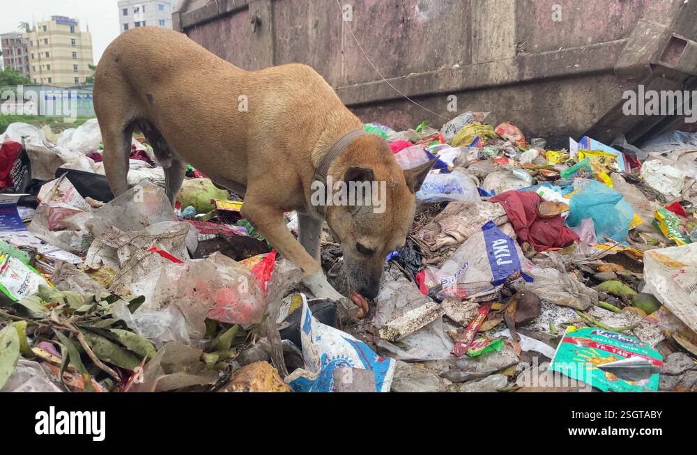 Dog eating meat from garbage scrap at an urban waste landfill. Famine ...