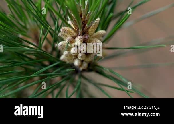Pine tree (Pinus pinaster) branch shaking with cloud of pollen from ...