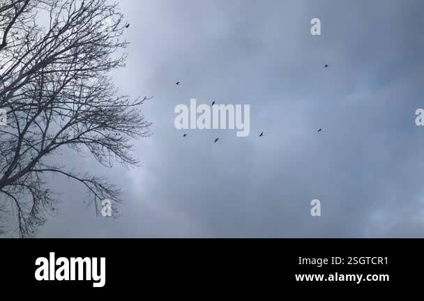 Crows flying by trees Stock Videos & Footage - HD and 4K Video Clips ...