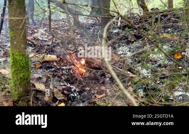 White smoke rising from smoldering fallen foliage and tree branches in ...
