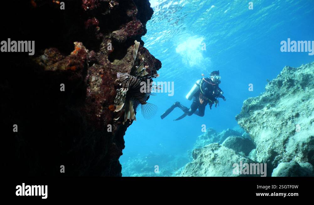 silhouette of scua diver underwater sun beams and rays exploring reefs ...