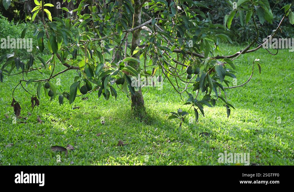 Tilt up on beautiful healthy avocado tree in a cozy backyard on the Big ...