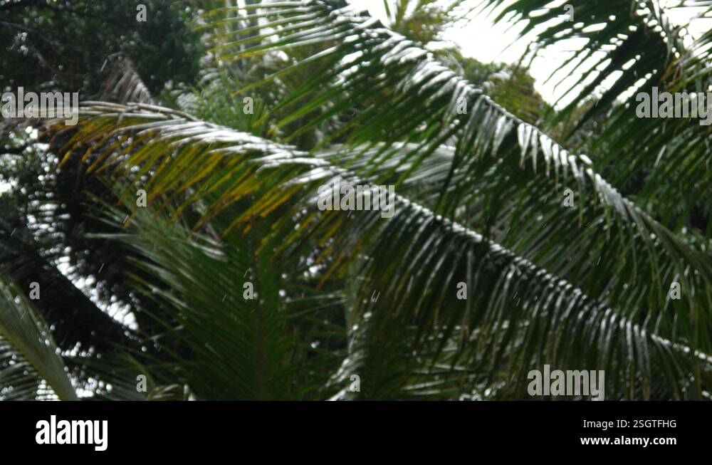 Large palm tree leaves blow in the wind during a light rain storm in ...