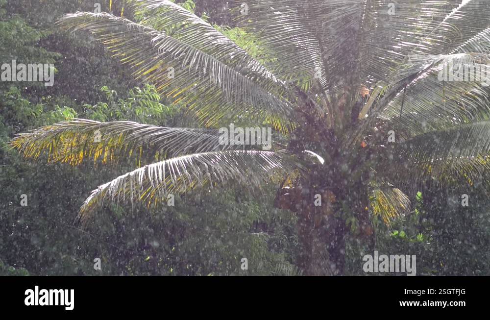 Wide shot of a palm tree standing strong during a rain storm Stock ...