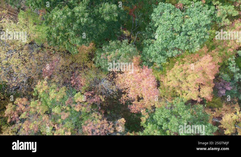 Magnificent top view of tree tops with color change during autumn Stock ...