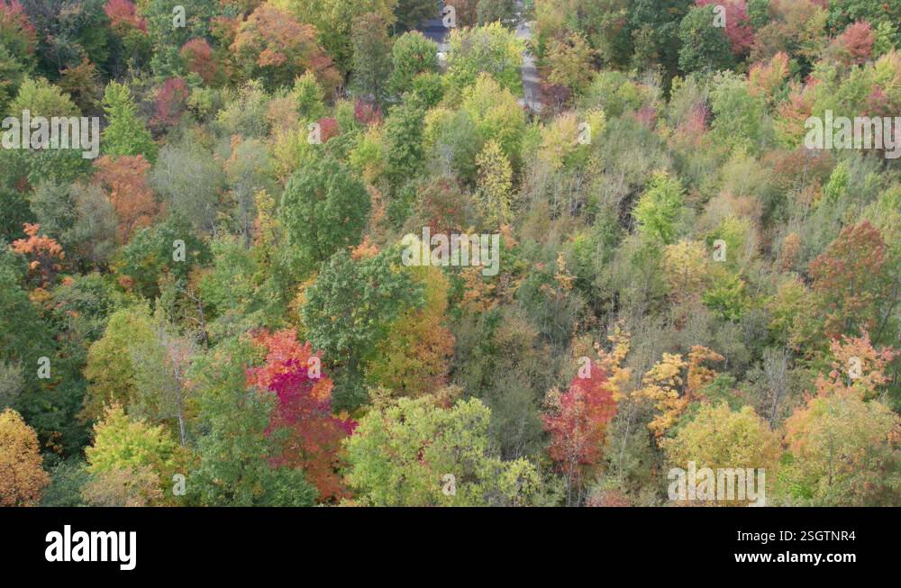 Magnificent aerial capture with drone during color changes in treetops ...