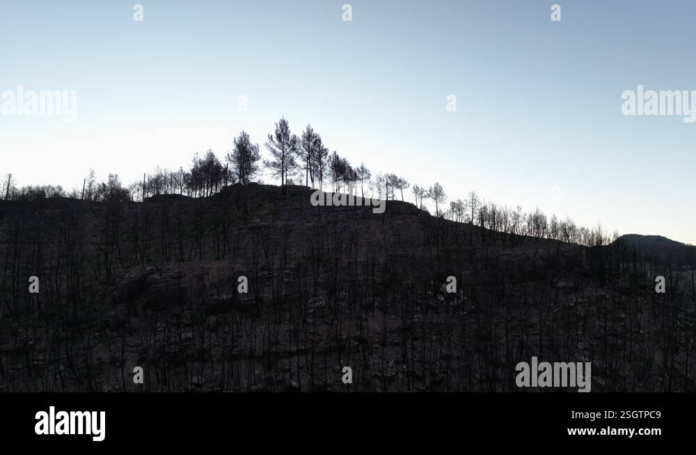 Lonely man on top of hill walks through dead burnt grey forest, dolly in Stock Video Footage - Alamy