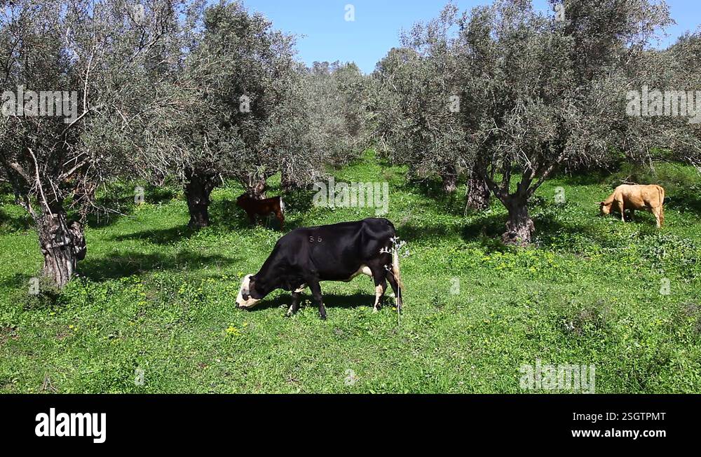 Cows in front of olive trees Stock Video Footage - Alamy