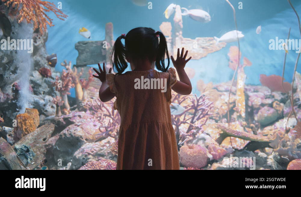 Young smart Asian kid girl stand and look in fish tank at undersea ...