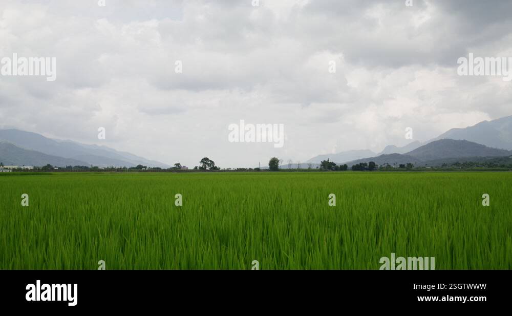 Paddy rice field in Chishang of Taitung at Taiwan Stock Video Footage ...
