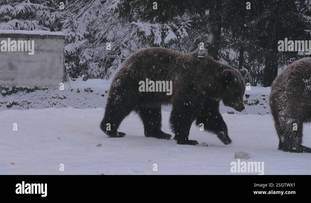 The male bear shows signs of approaching the female bear on a snowy day ...